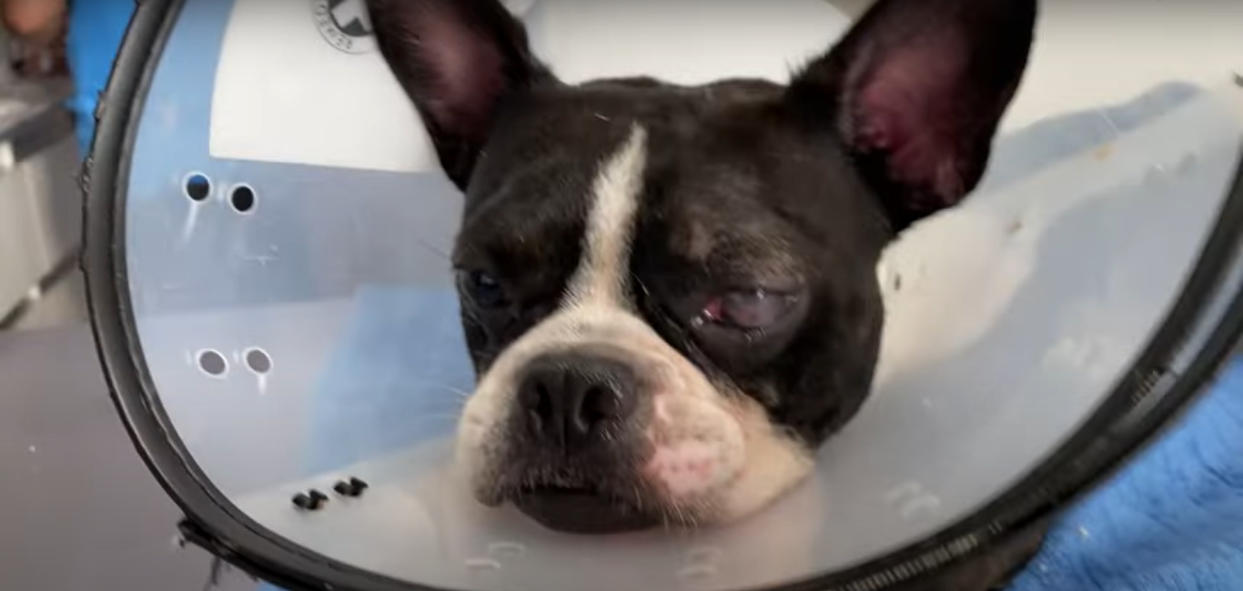 Pet Owner’s Guide 101: Corneal Ulcers in Dogs – Doc Ferds Animal ...